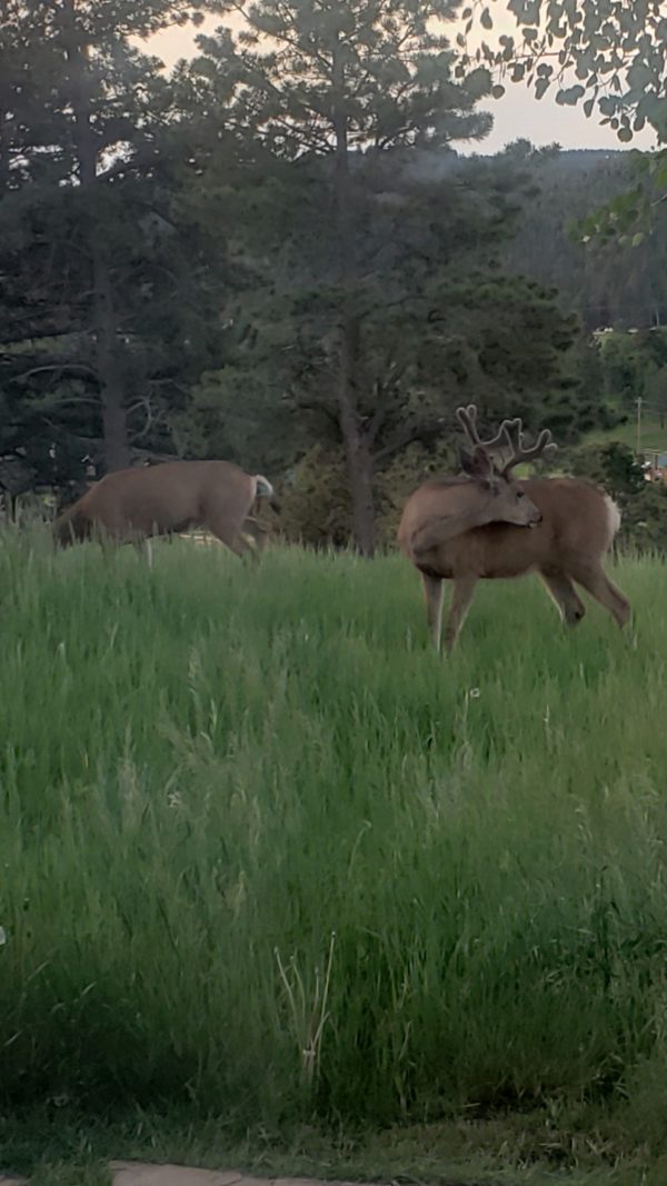 Gallery – Rocking M Ranch