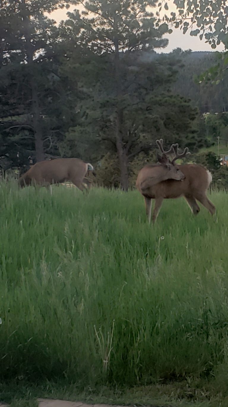 Gallery – Rocking M Ranch