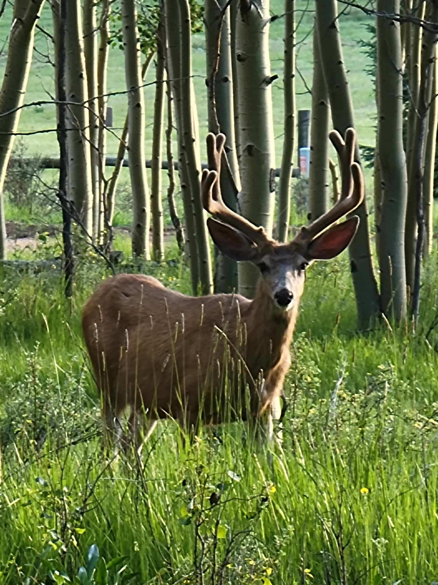 Rocking M Ranch – The Rocky Mountain Retreat